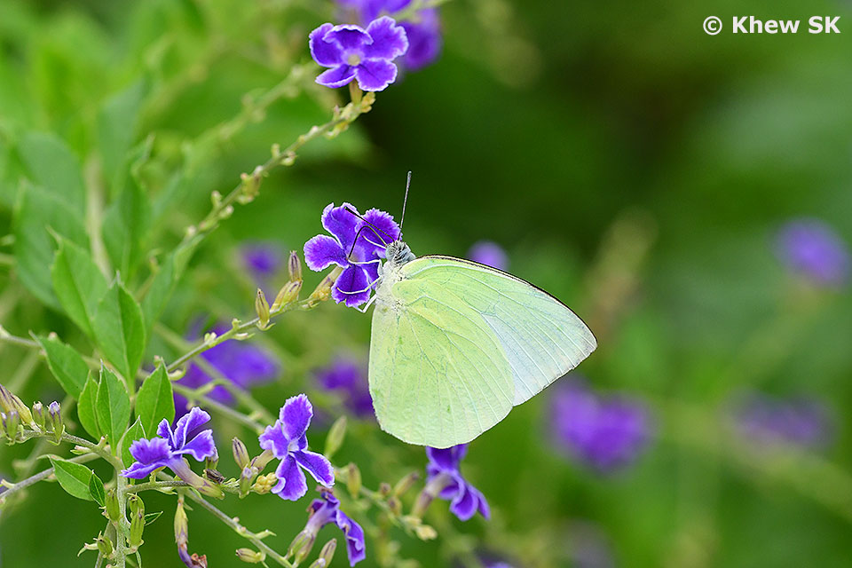 Butterflies of Singapore: Favourite Nectaring Plants #14