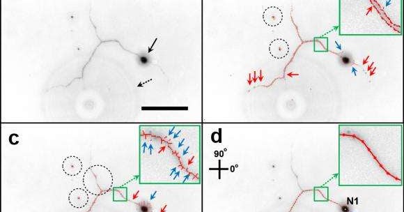 Algorithm helps analyze neuron images | Mono-live
