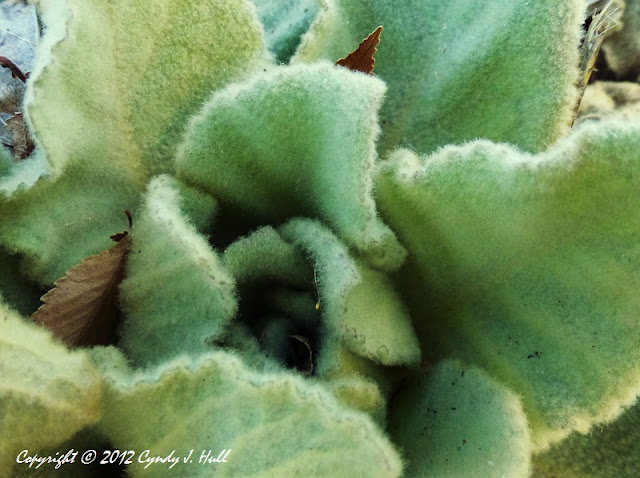 Montana 1 a day.com: Fuzzy Green Plant, Hieronymous Park, Hamilton, Montana