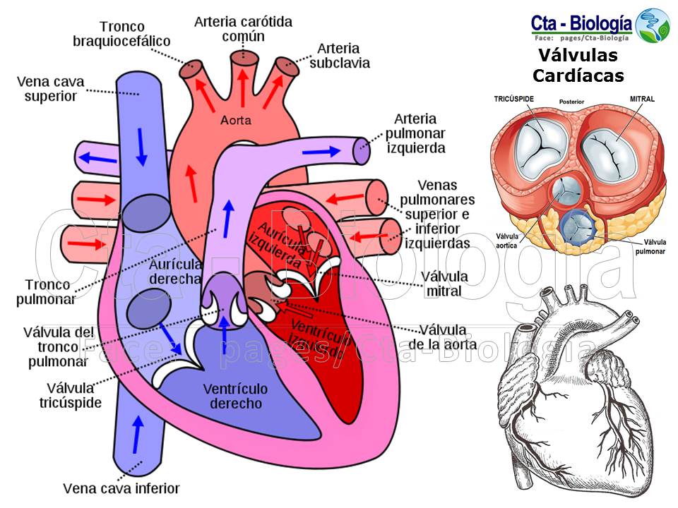 Mapa Do Sistema Cardiovascular - NAZAEDU
