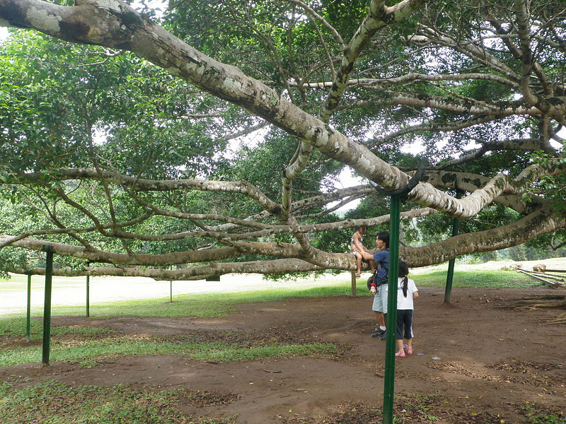 Unschooling Homeschool: Peradeniya Botanical Garden, Kandy Sri Lanka 12 ...