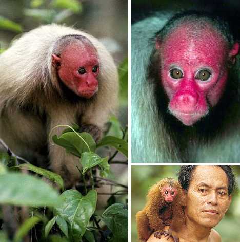 Hewan yang berwarna pink