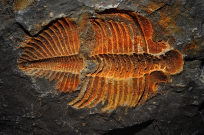 Jeste li znali..: Fosili su ostaci biljaka?