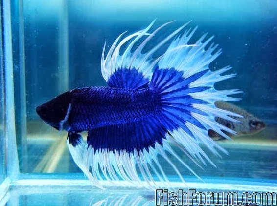 List Nation: 5 Unique DIY Betta Tank Ideas