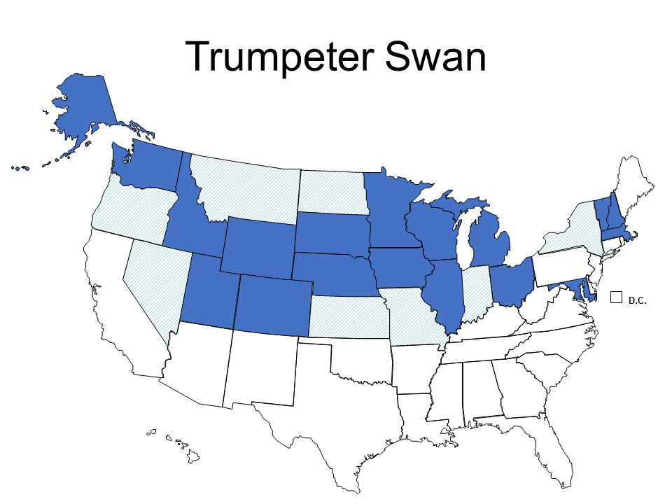State Birding: Trumpeter Swan (But is it Countable?), April 2019, Candia NH