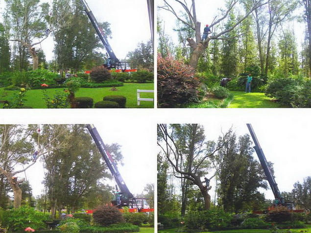 Asplundh Tree Service | Tree Service
