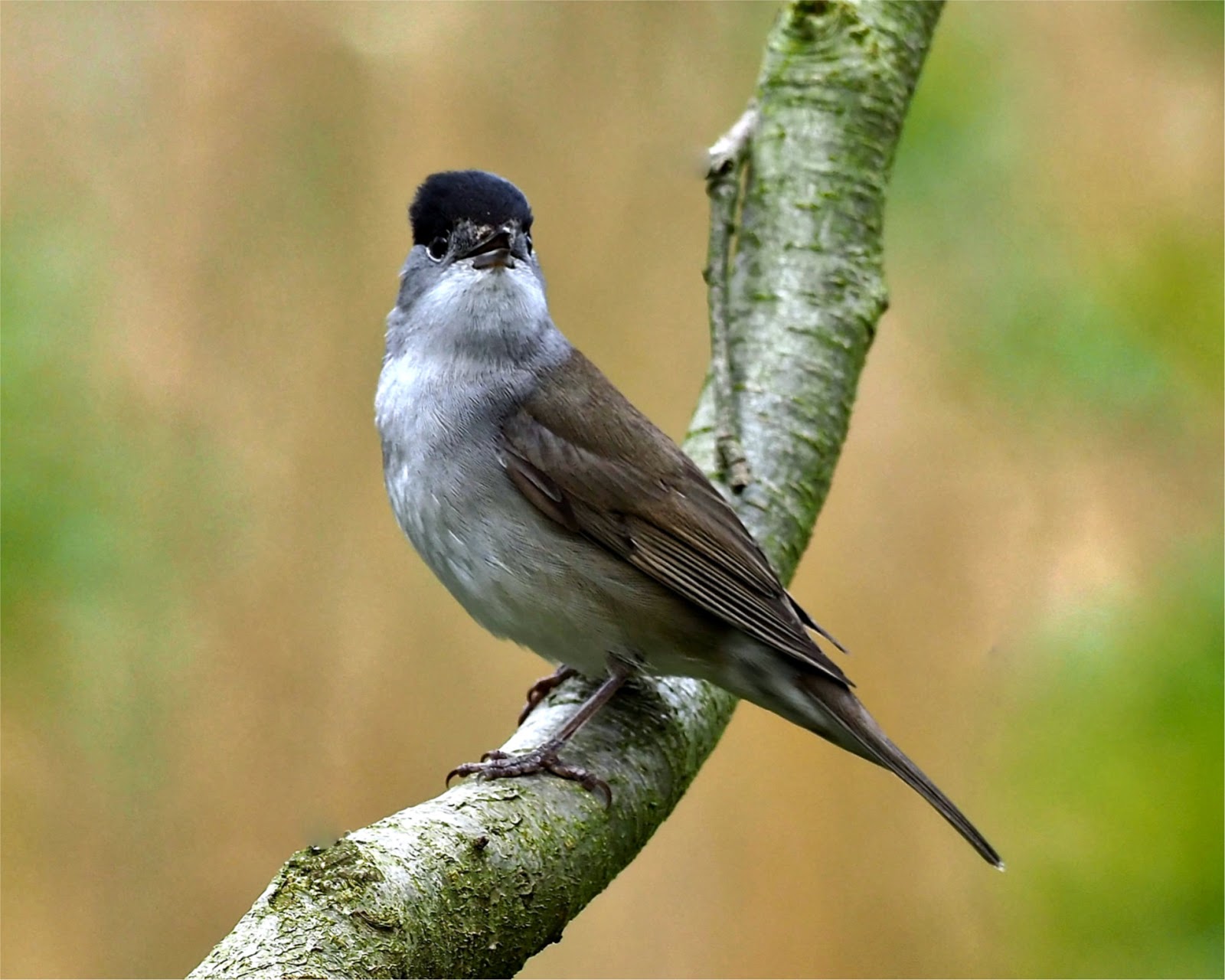 Roy's Nature Logbook: Blackcap Arrival