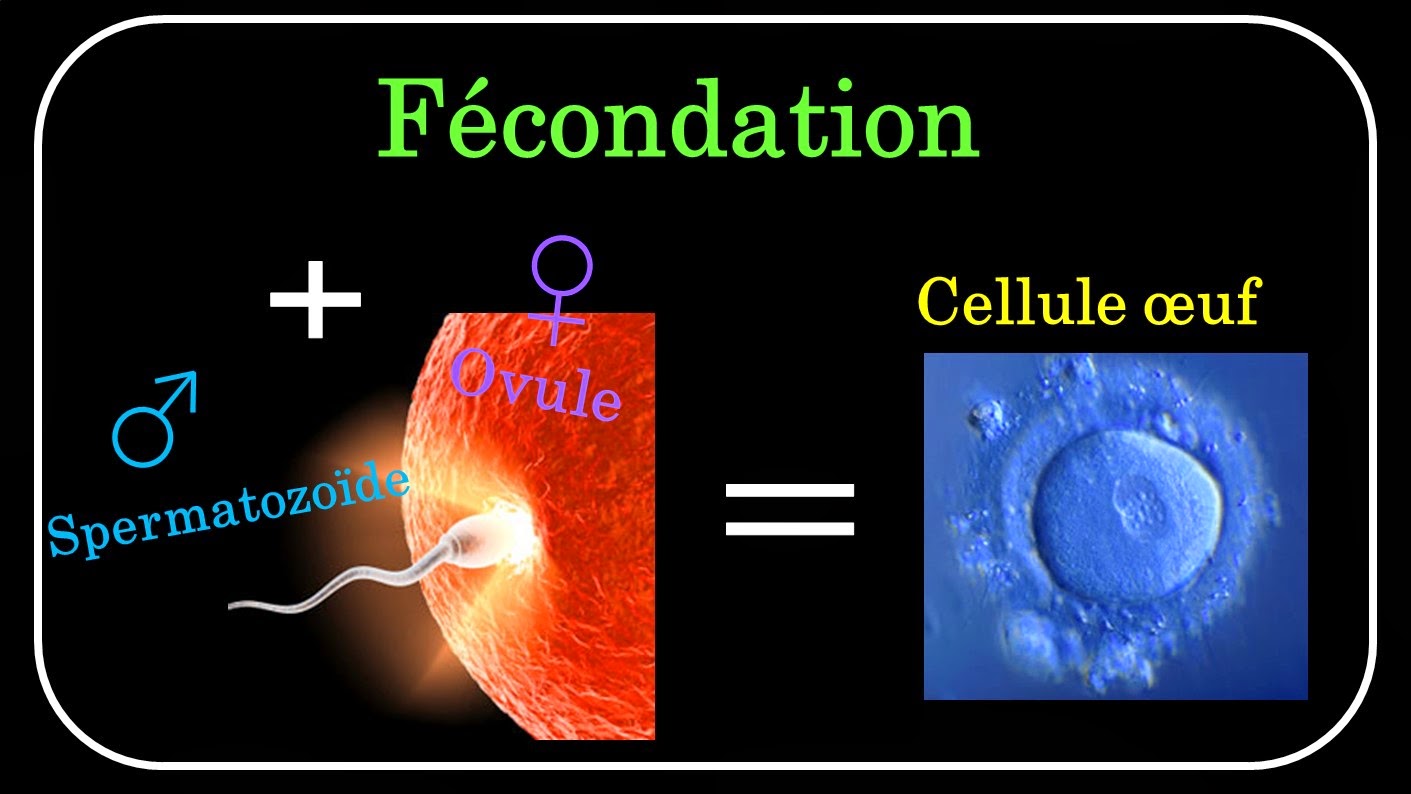 Le labo d'Anissa - SVT: Chapitre 1 : Reproduction sexuée des êtres ...