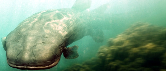 Kanada pachnąca rybami, dewońskimi ~ Naturalnie