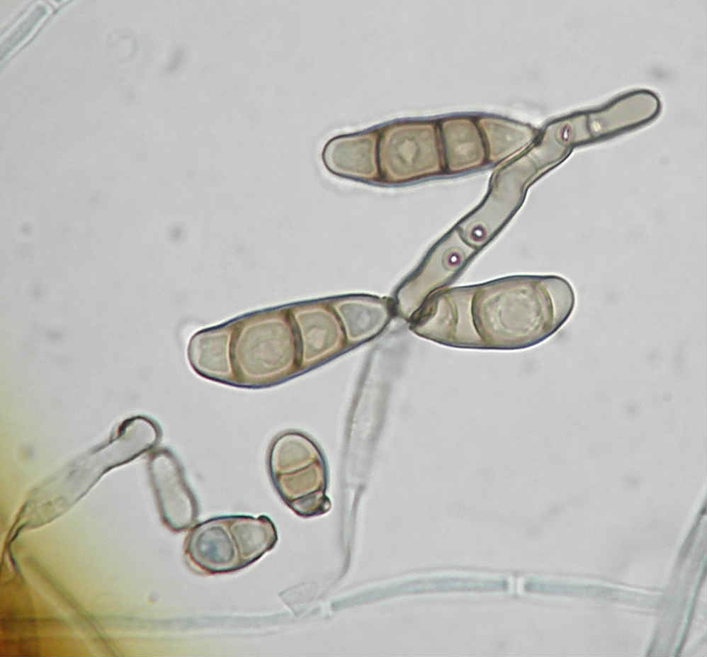 ATLAS MICOLOGIA: 2015