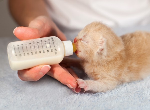 Latte al gatto: sì o no?