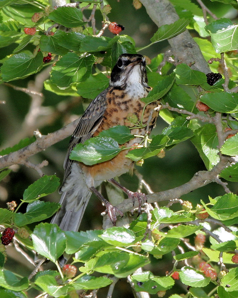 Birds from Behind : Oh, Excuse me, Robin? WHERE THE HECK ARE YOU?!