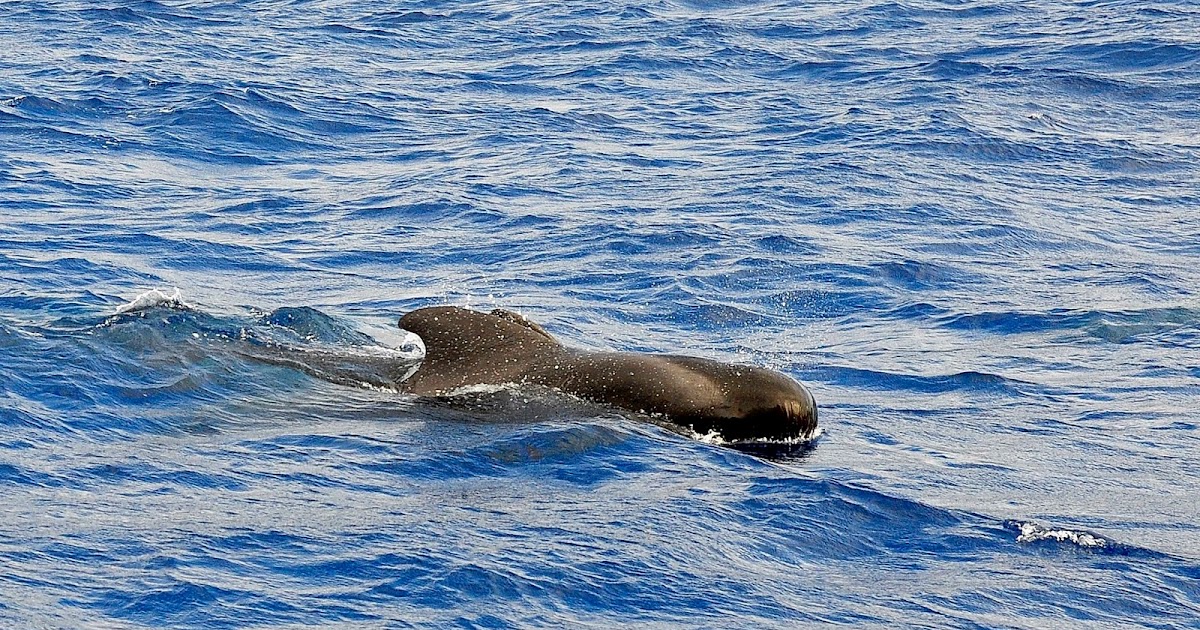 Check the Sea. Web de buceo y fotografía submarina de las Islas ...