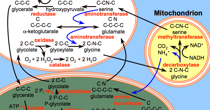 NEET Biology Multiple Choice Questions On Photosynthesis Biology neet-biology-multiple-choice-questions-on-photosynthesis-biology