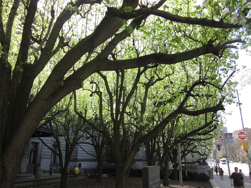 Garden Discoveries: Pittsburgh Spring