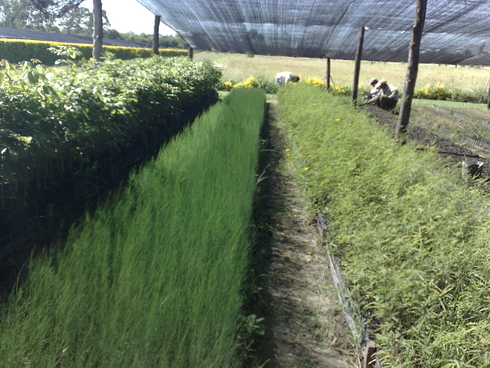 Parque Chaqueño Forestal: Vivero forestal – Ministerio de la Producción ...