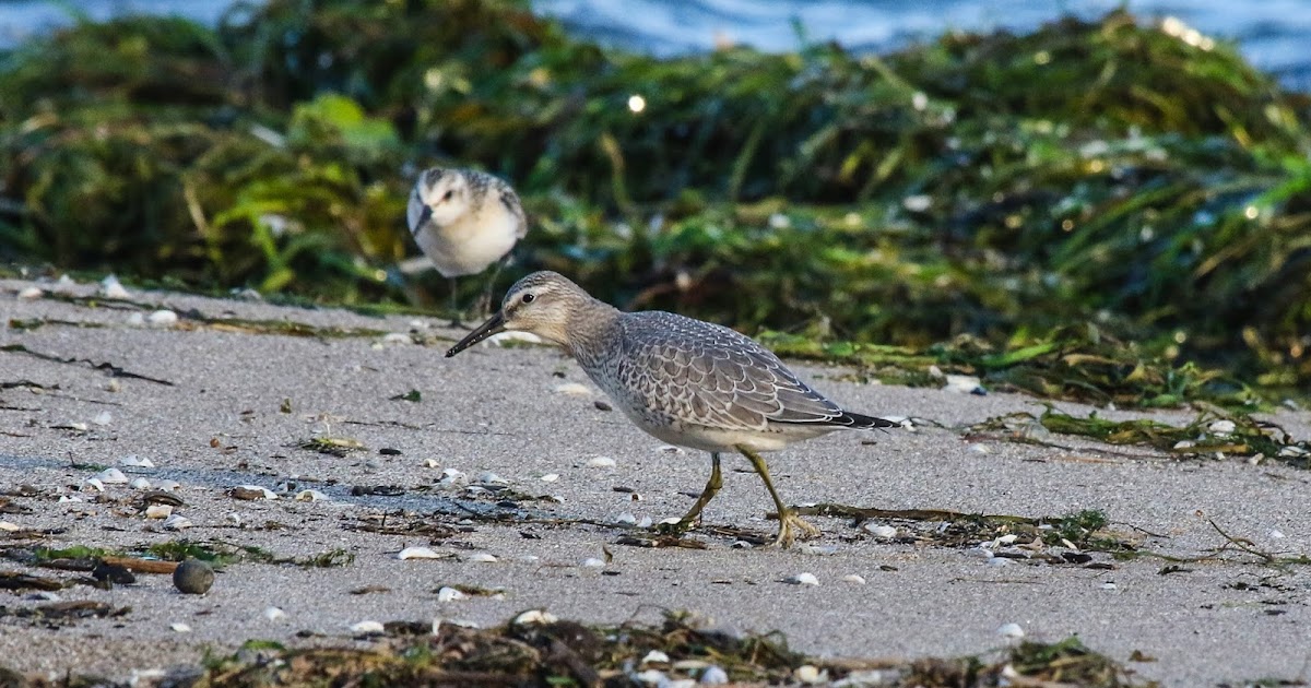 Gale's Photo and Birding Blog: Juvenile Red Knot
