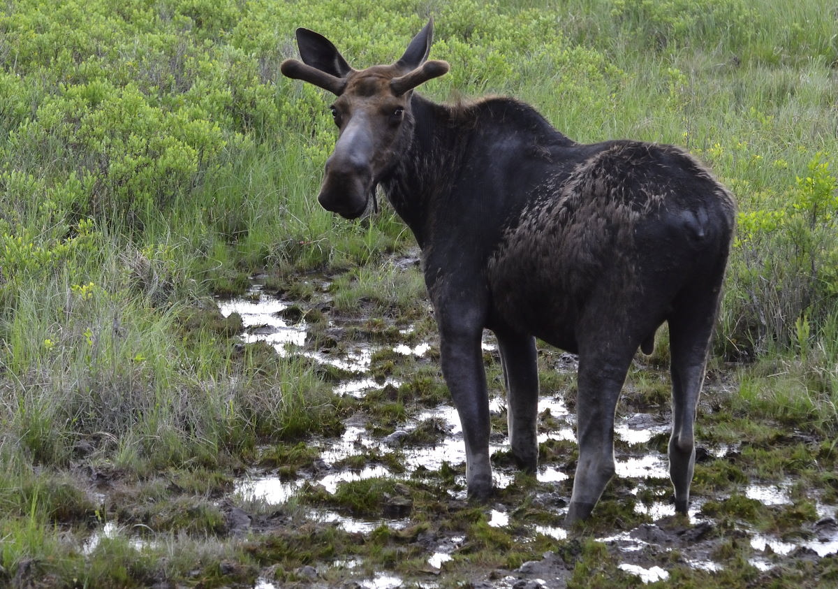 Katahdin, The Maine North Woods and Florida: Moose on Compass Pond