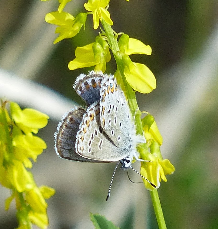 Yukon Butterflies: Northern Blue