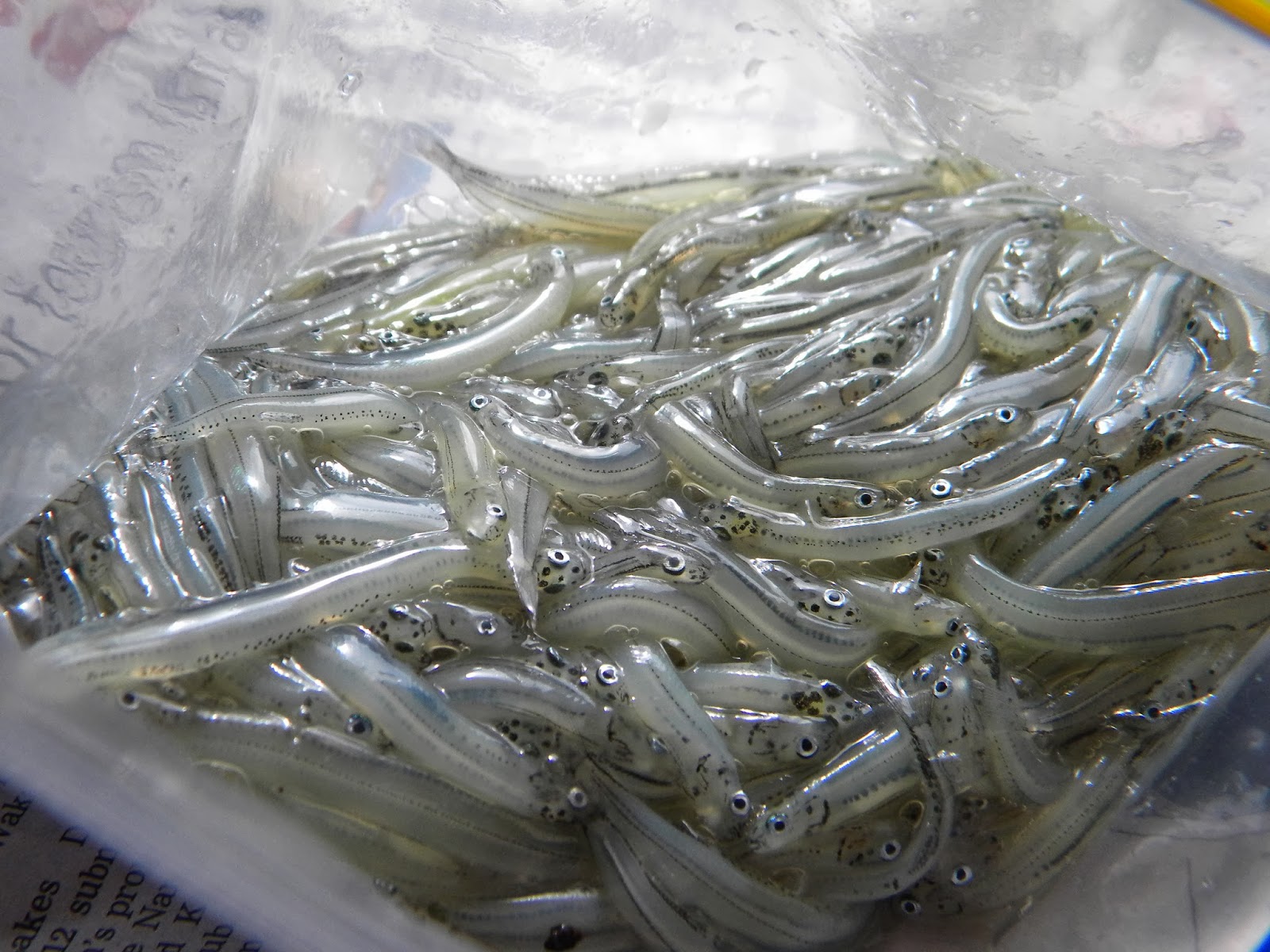 Another Day in New Zealand: Whitebait!