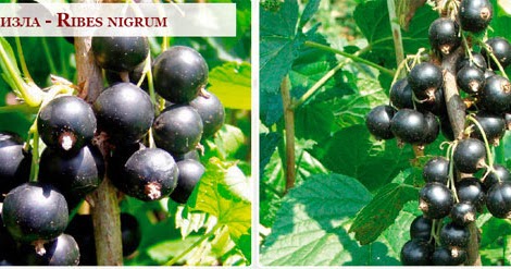 Black currant – Ribes nigrum - Macedonia Nature