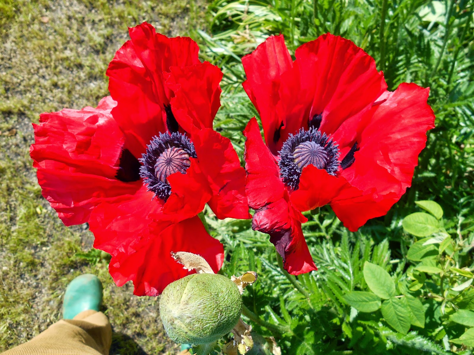 Tony's Blog: Poppies great and small