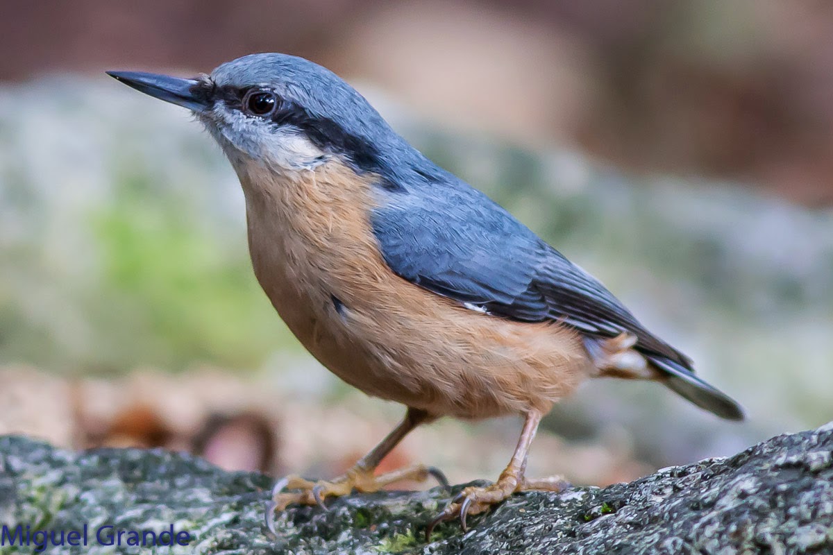 AVES DEL CIELO - BIRDS OF HEAVEN: ESAS MARAVILLOSAS AVES-THOSE ...