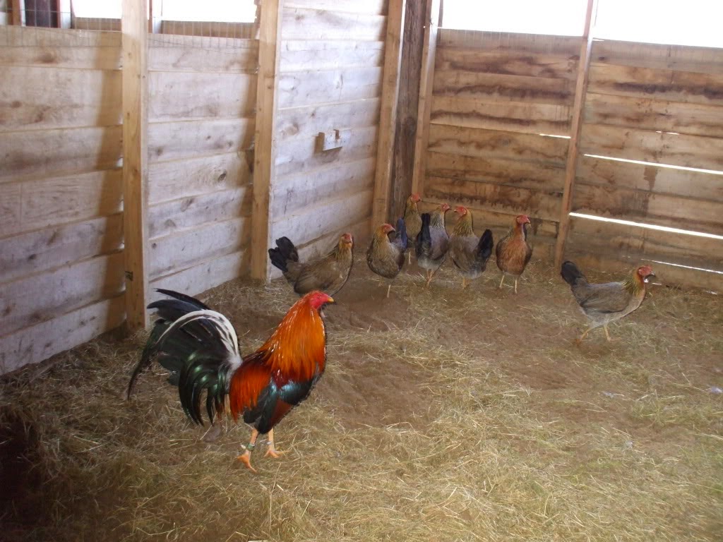 Gallos Y Galleros: Historia De Los Sweater