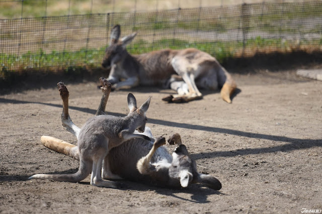 JAPANKURU: Things to do in Kobe 🐹 Top Japanese Zoo That Let's You ...