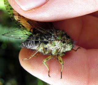Birdernaturalist: Day 2 in SE Peru: the Wonders of Wayqecha