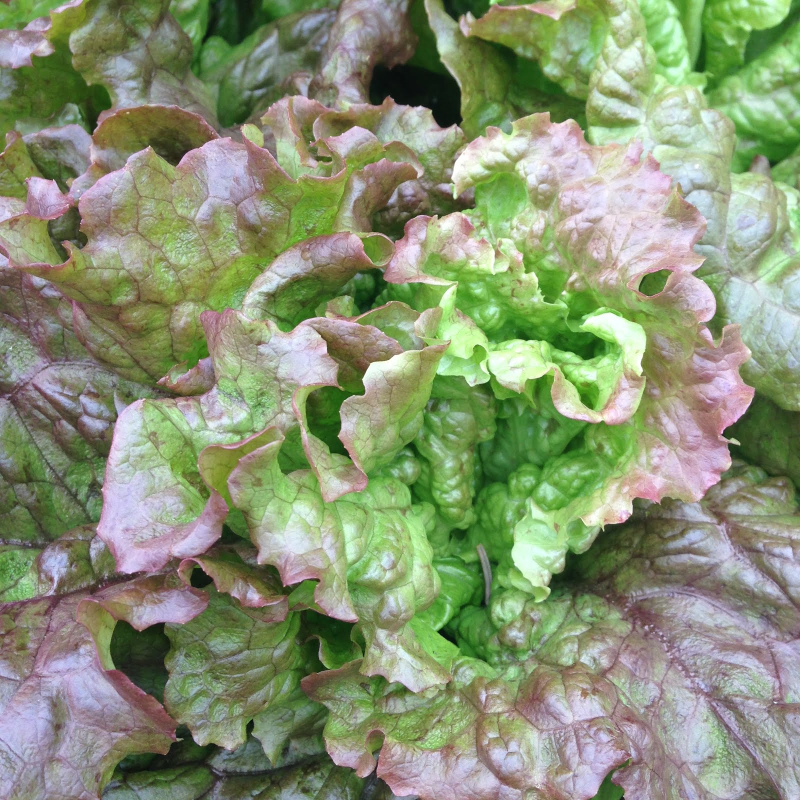 Down To Earth: Come Out And Buy Some Lettuce!!!