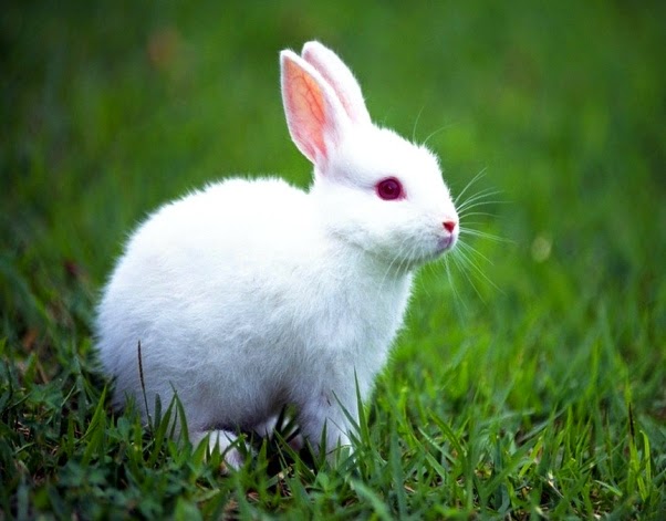 Lovers de Roedores: Coelhos