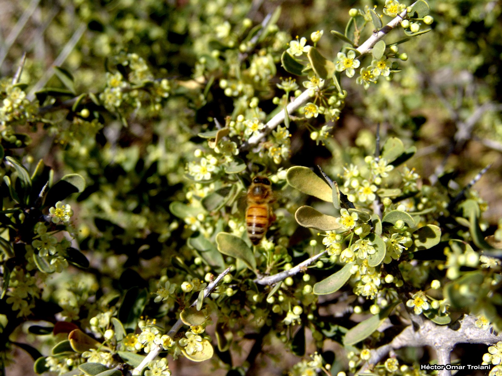 Flora Bonaerense: Piquillín (Condalia microphylla)