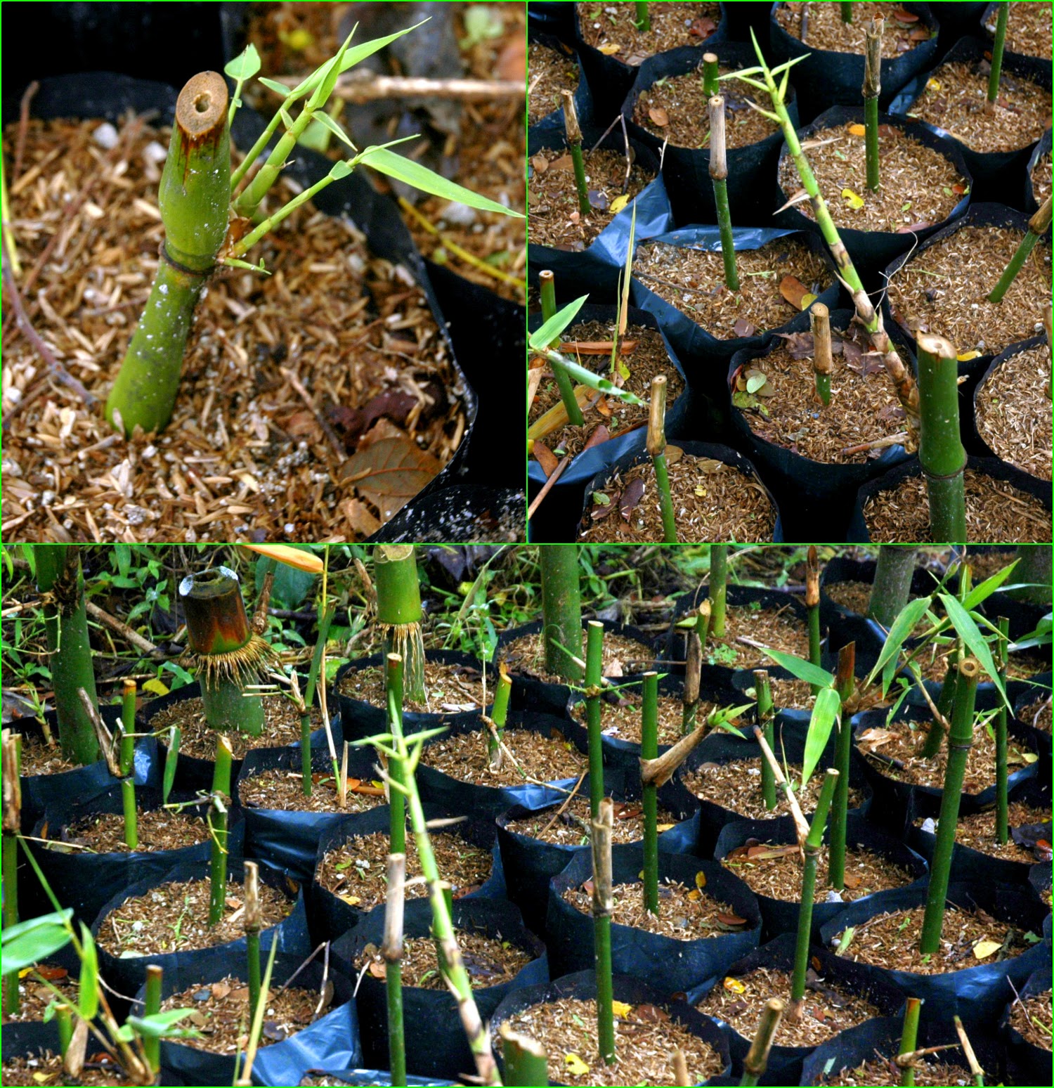 Naquem.: Resurgence of the pliant but hardy kawayan