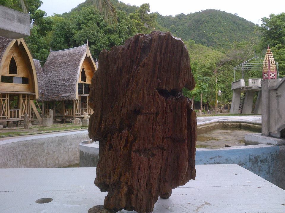 Museum Fosil Kayu Indonesia: BROWN FOSIL