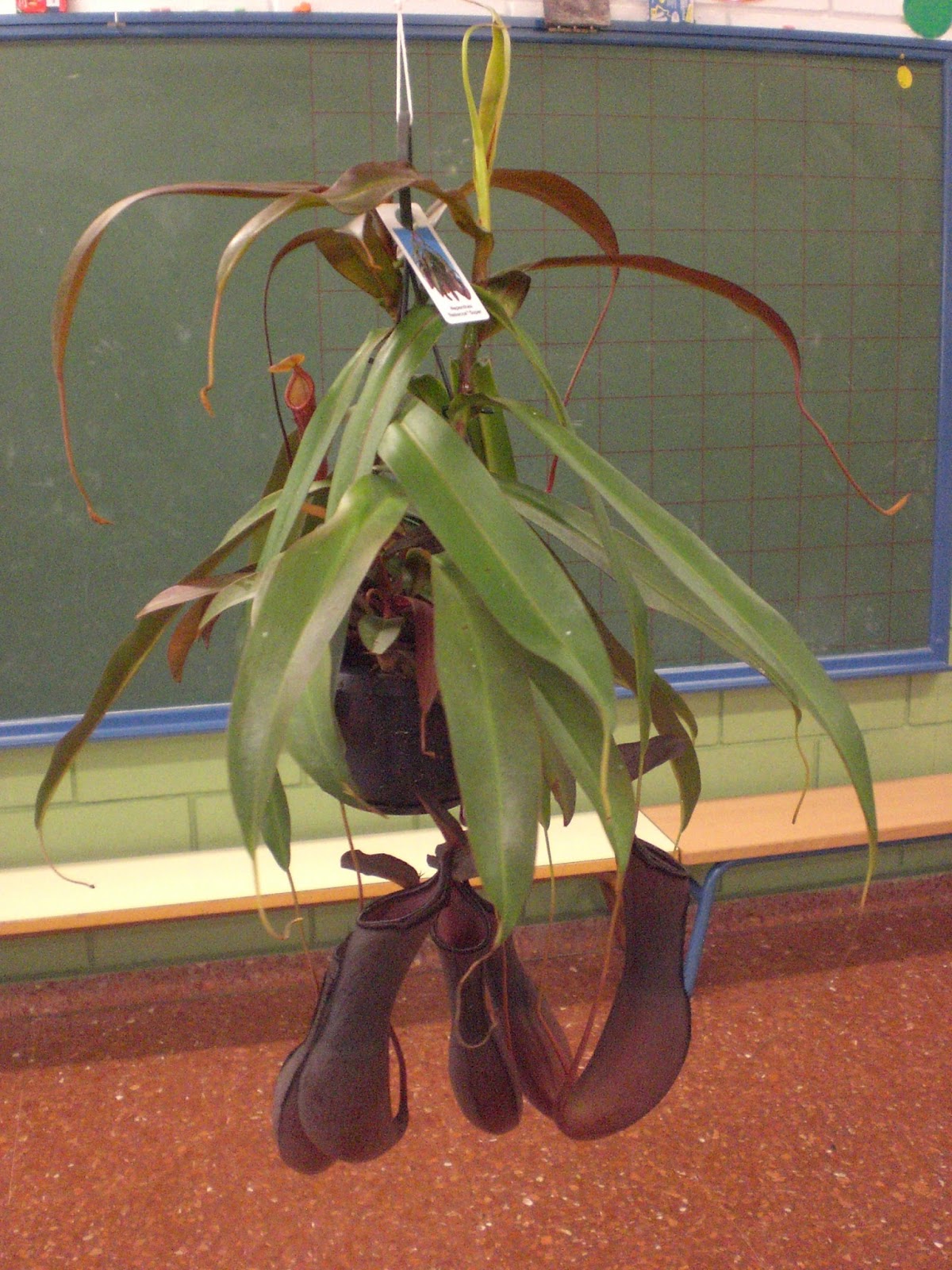 Desde pequeñito crece el arbolito: CURRO NOS TRAE UNA NEPENTHES