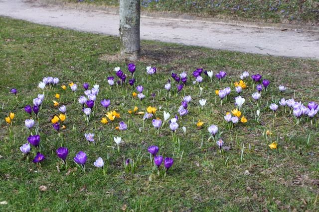 A Year in Denmark: Spring Flowers