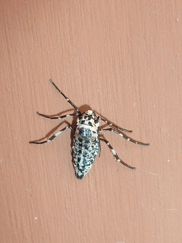 Found this strange bug on the wall of my house yesterday. Bayreuth ...