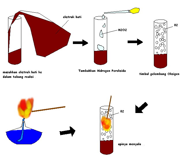 Praktikum Enzim Katalase - Biologi Kita