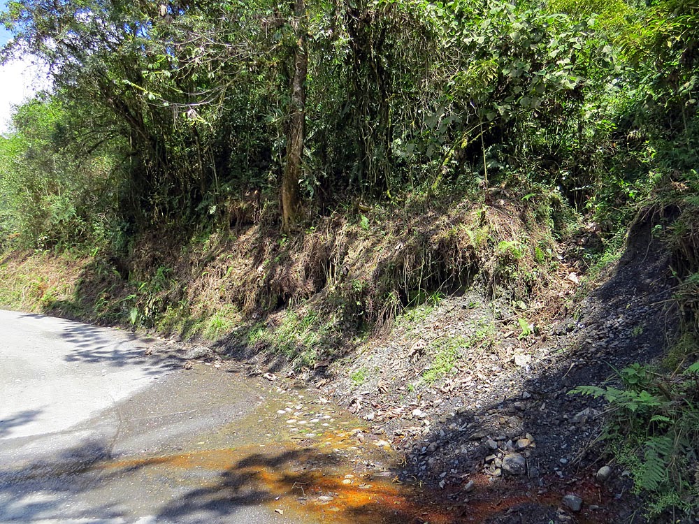 Birdernaturalist: Day 3 in SE Peru: From High to Mid-Elevations