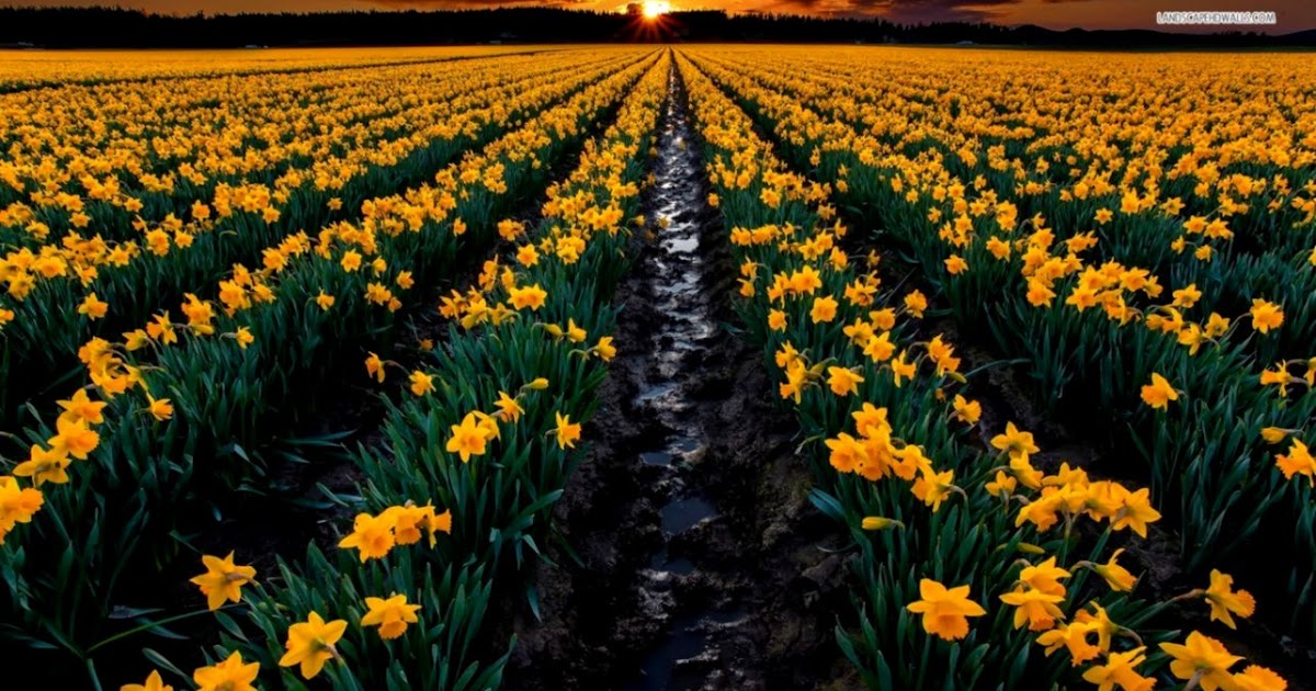 Spring Field Daffodils Nature Hd Wallpaper | Important Wallpapers