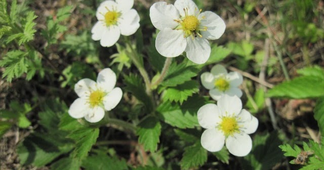 Всё о бегониях и не только...: Земляника восточная (Fragaria orientalis ...