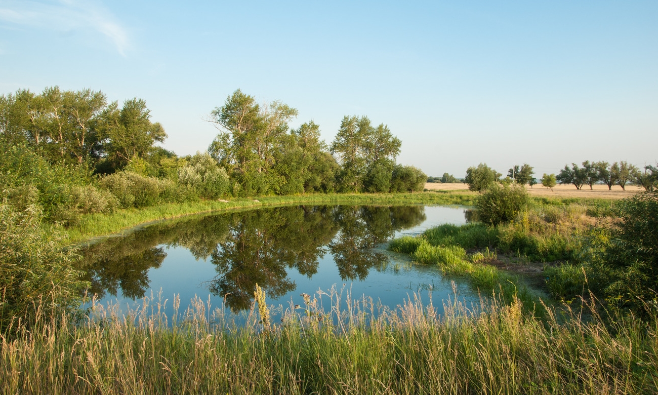IMAGENES DEL AGUA EN LA NATURALEZA: IMAGEN DE ESTANQUE CON ARBOLES
