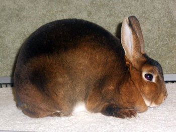 Mini Rex, Indahnya kelinci berbulu karpet