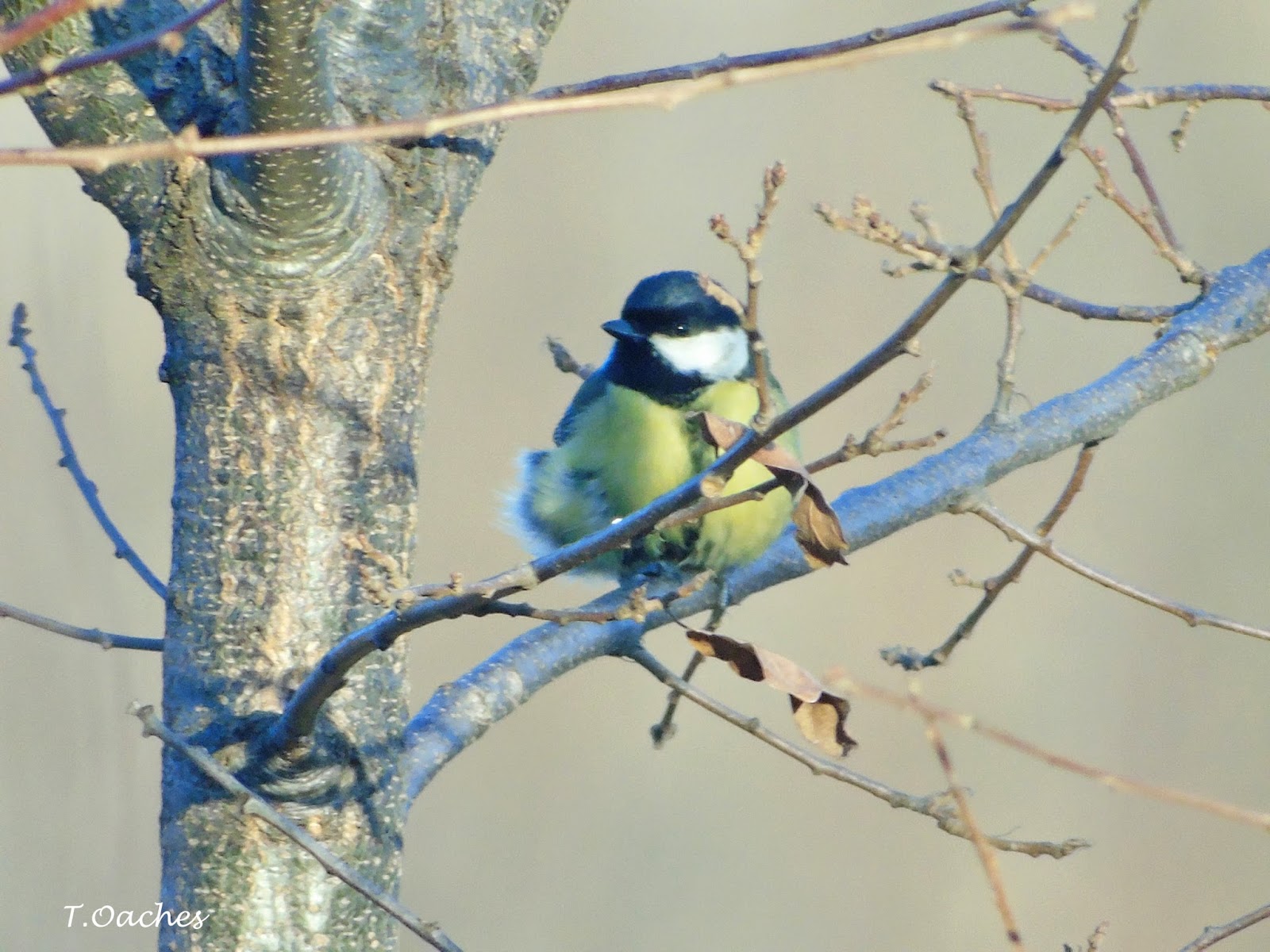 PASARI DIN ROMANIA: PITIGOI MARE, Parus major