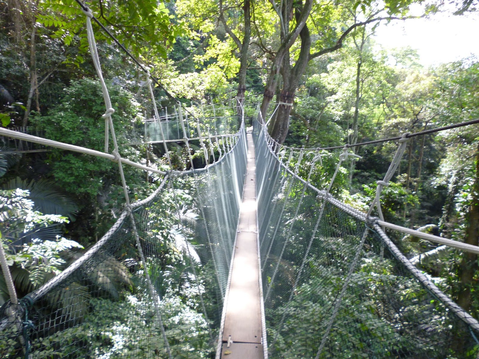 Canopy Walk @ Kepong FRIM | Ler Travel Diary 乐游记