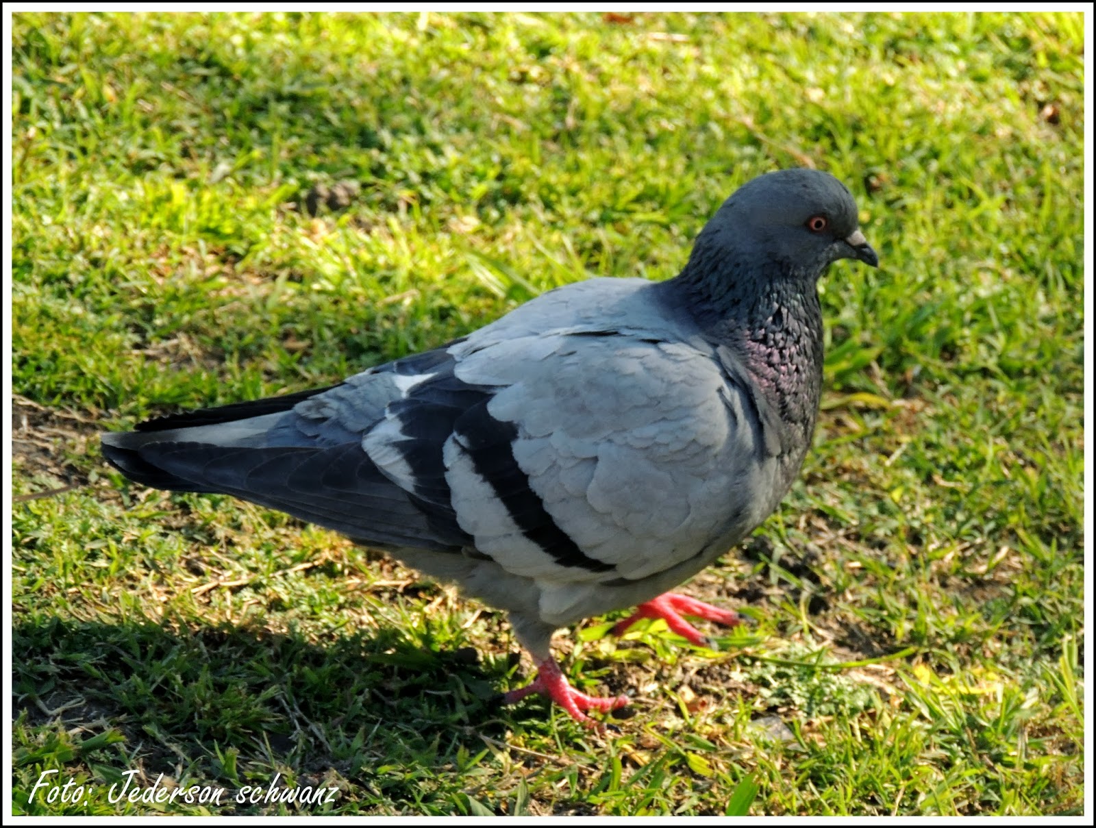 Pássaros e nossa terra : Pombo doméstico -- Columba livia Gmelin, 1789