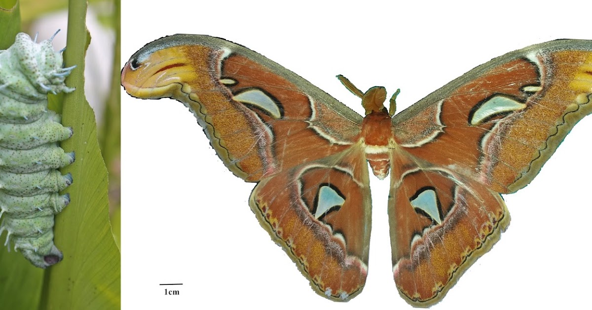 Kupu Gajah, Si Ramarama (Ulat Sitataru, Hileud Sibabataru), Atlas Moth ...