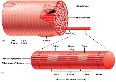 Terminology Of Myocyte |Genetic Engineering Info