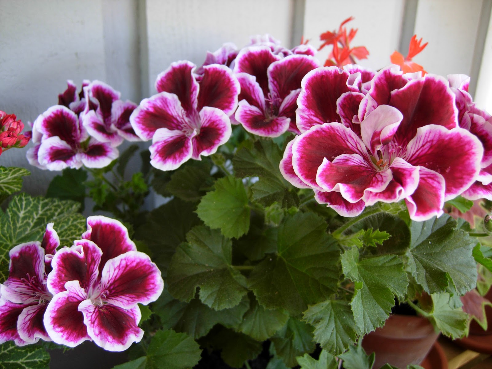 Pelargonernas Rike: Pelargoner!